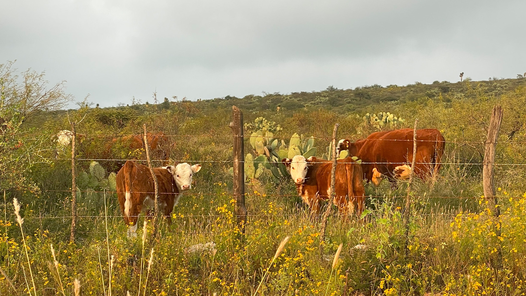 Mexican rancher holds out hope amid New World screwworm crisis