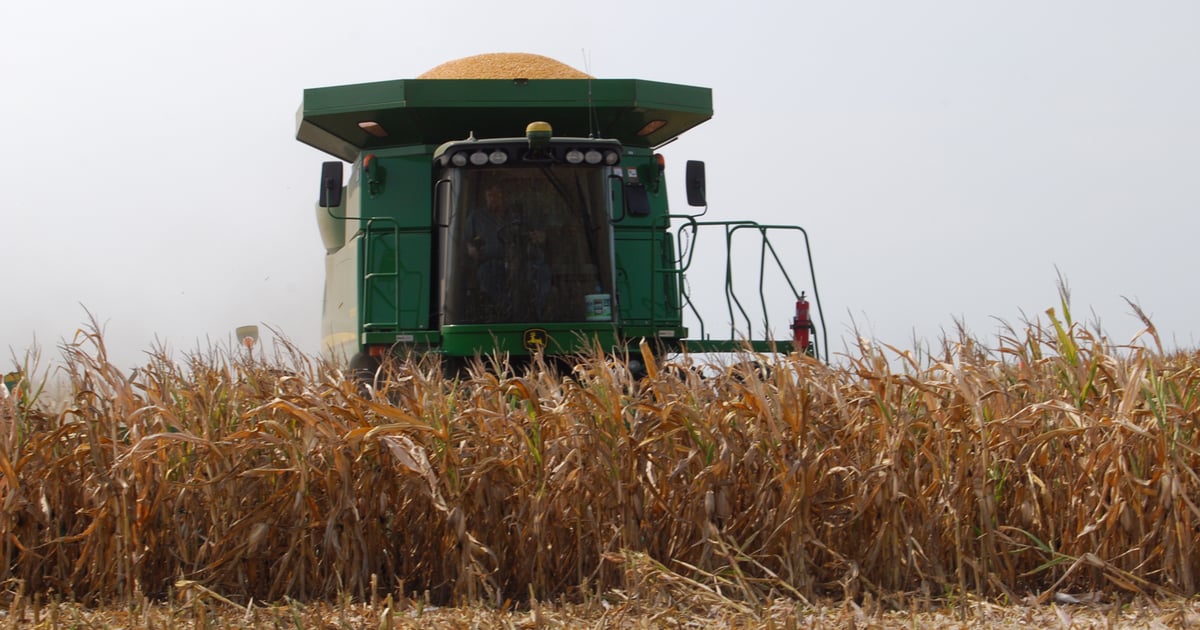 Addressing edge-of-field effect on corn yields