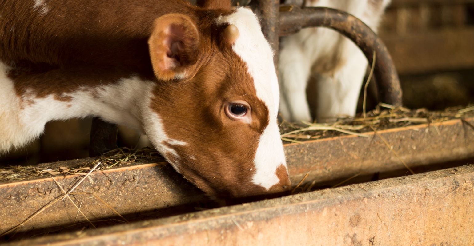 7 tips for getting show calves off to a good feeding start
