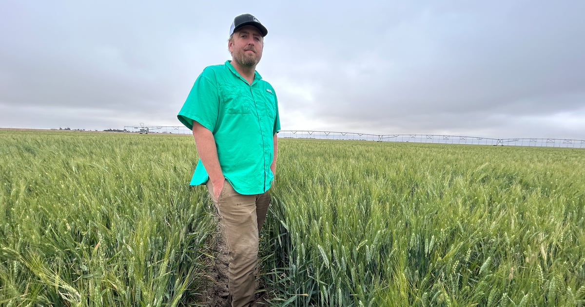 Could winter durum be your most profitable wheat crop yet?
