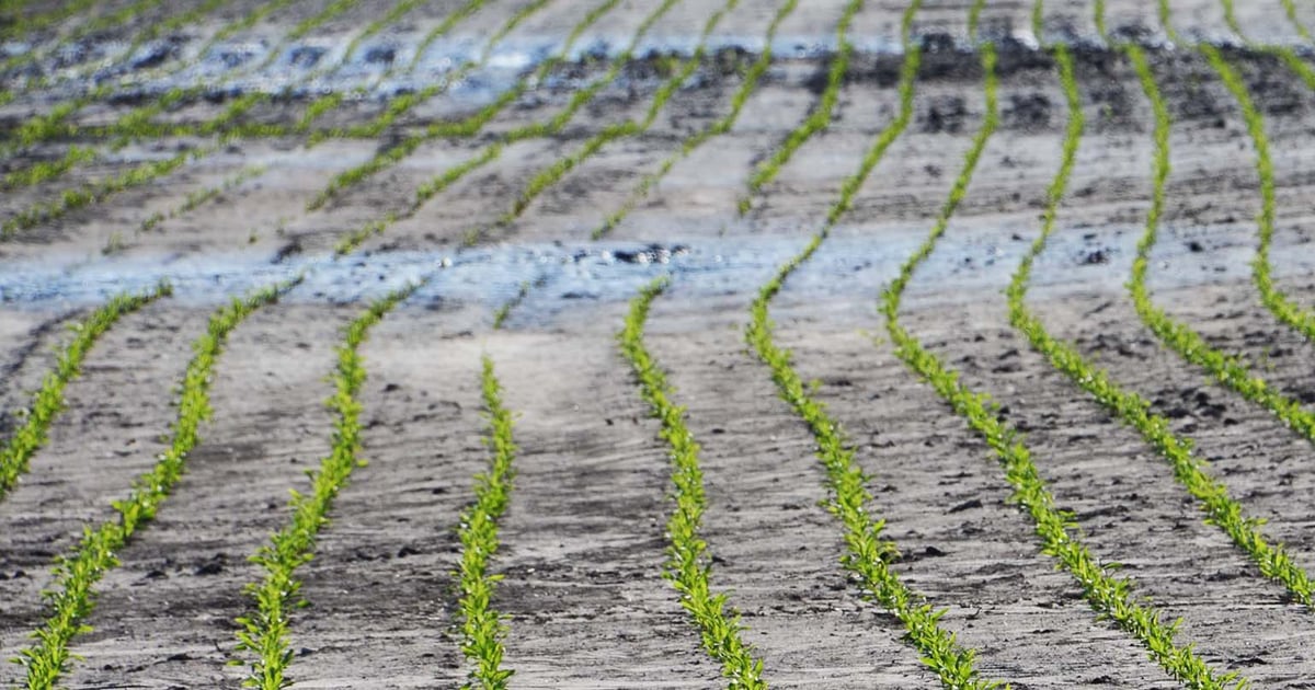 Forecasts flip wet again