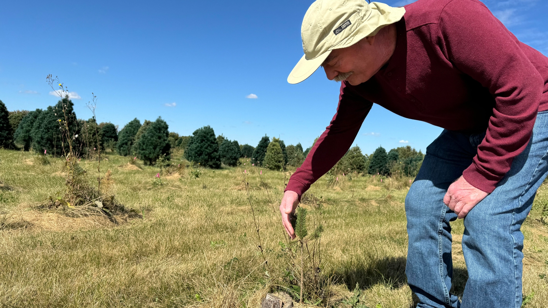 Holiday traditions at Tannenbaum tree farm