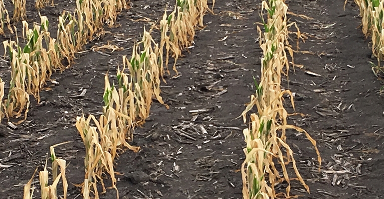 Early-season frost damage to corn and soybeans