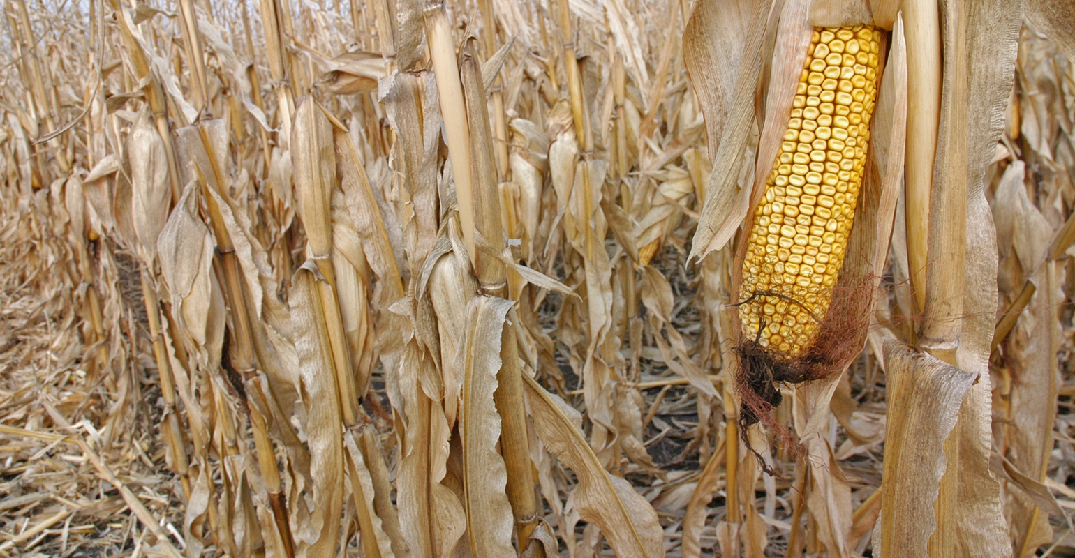 How fast will corn dry down in the field this season?