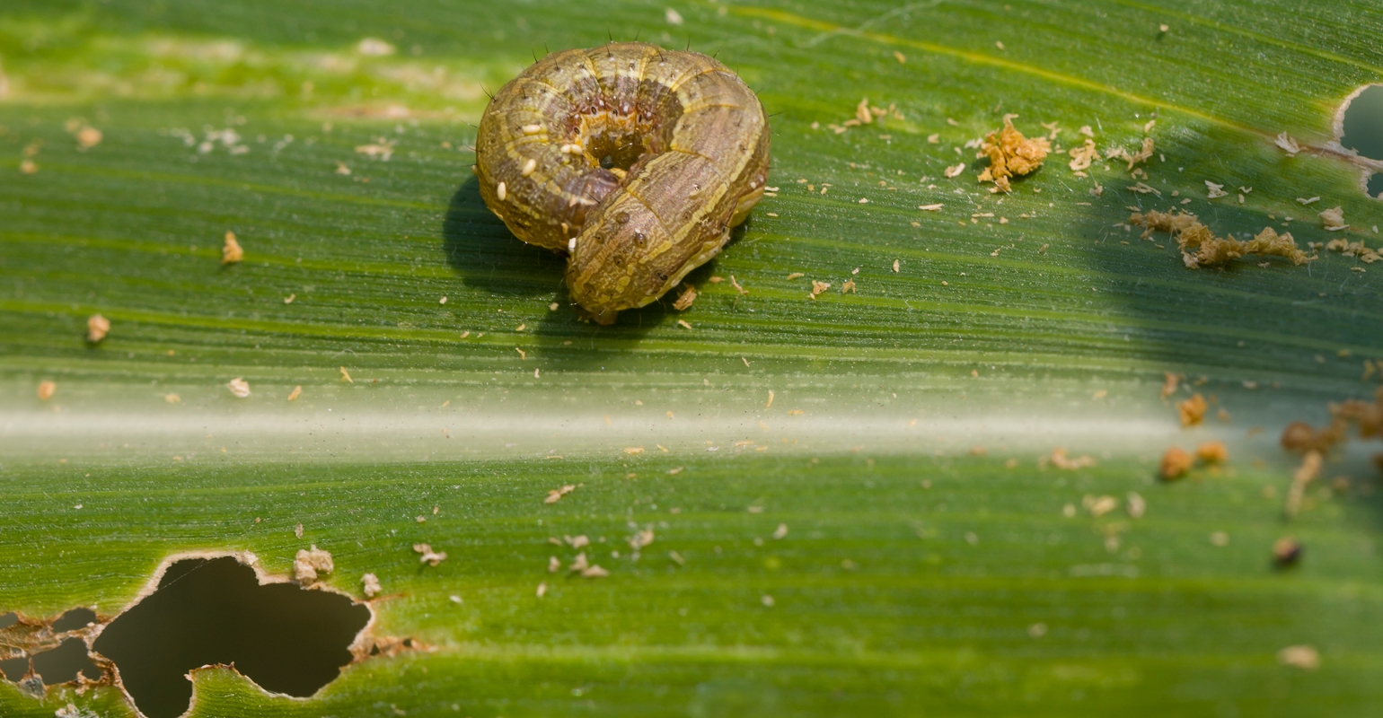 Spring moth flights bring infestation potential for corn and wheat