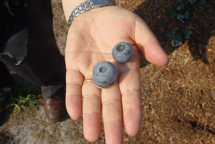 Georgia releases Titan blueberry variety