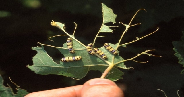 Western grapeleaf skeletonizer a 'serious, destructive pest'