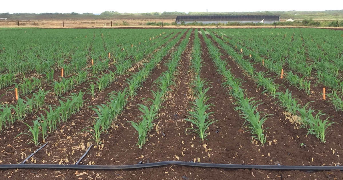 Why do corn breeders need winter research nurseries?