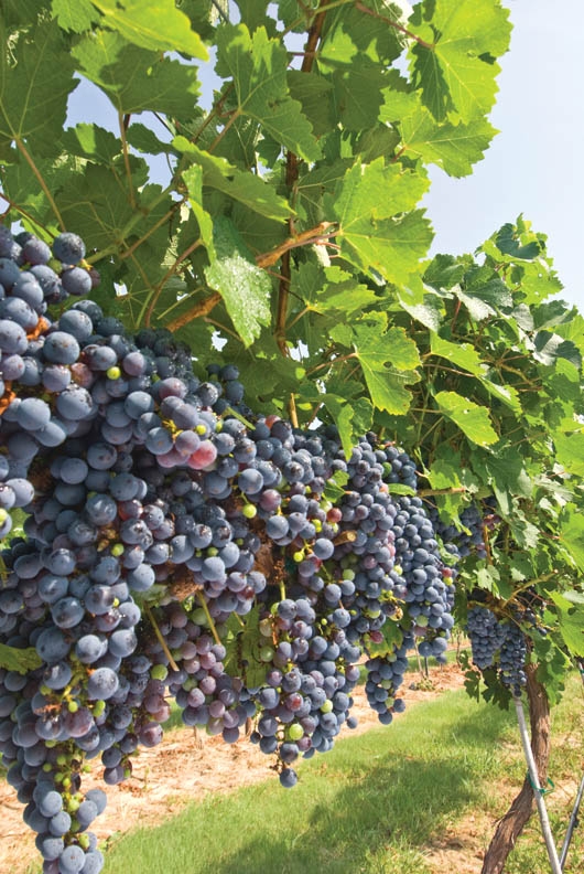 Understanding a grapevine’s response to drought | Farm Progress