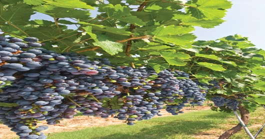 Understanding a grapevine’s response to drought | Farm Progress