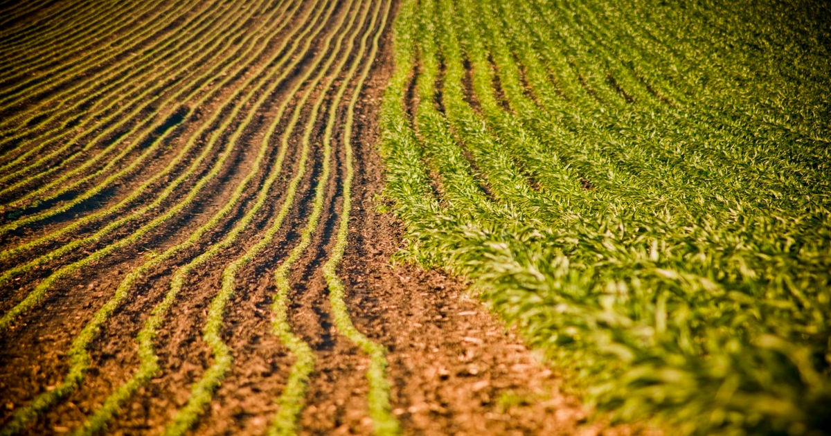 Q&A: Using a biological to protect your crops from heat & drought