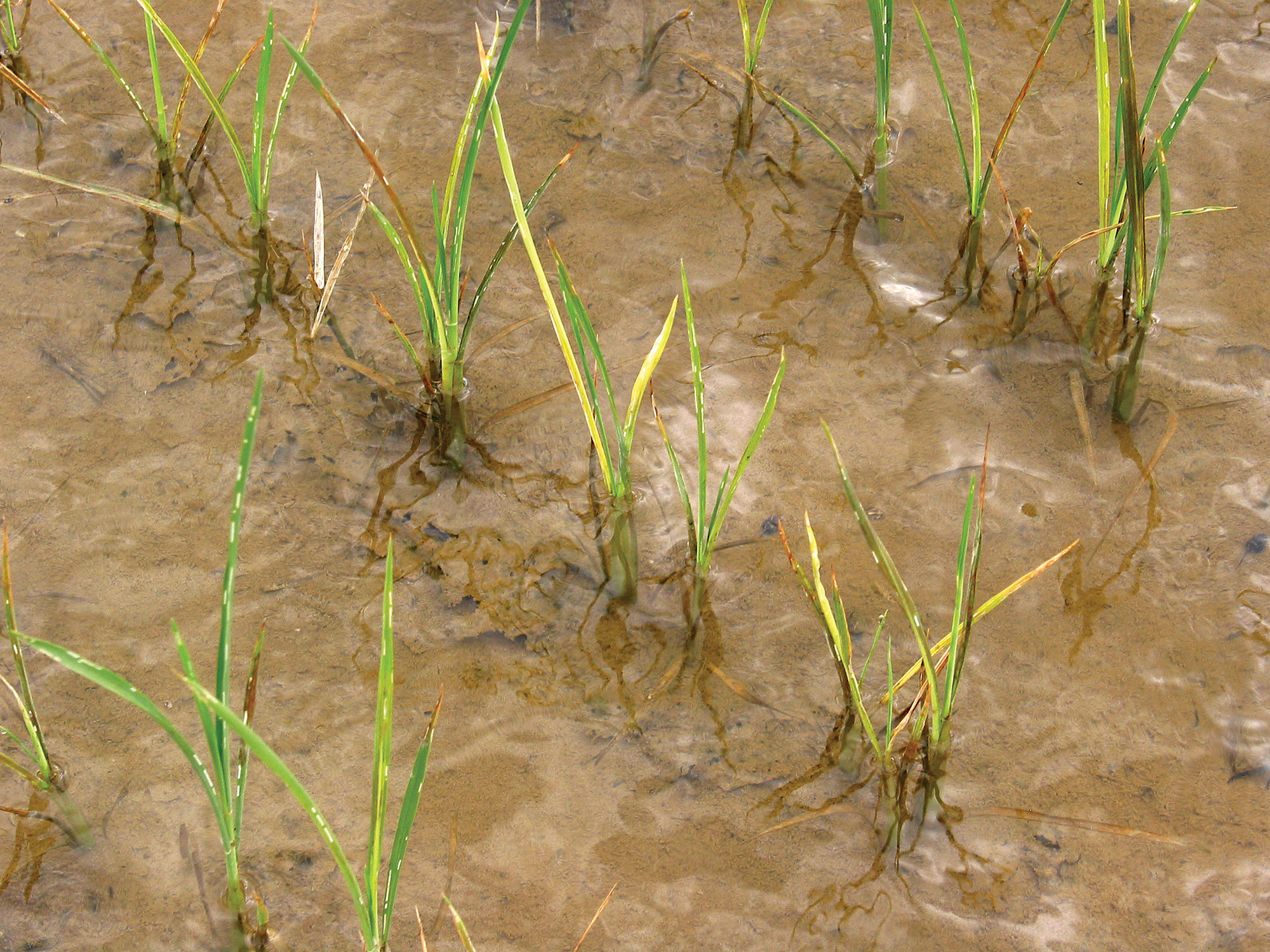 Zinc Deficiency Growth A Dynamic Model For Predicting Growth In