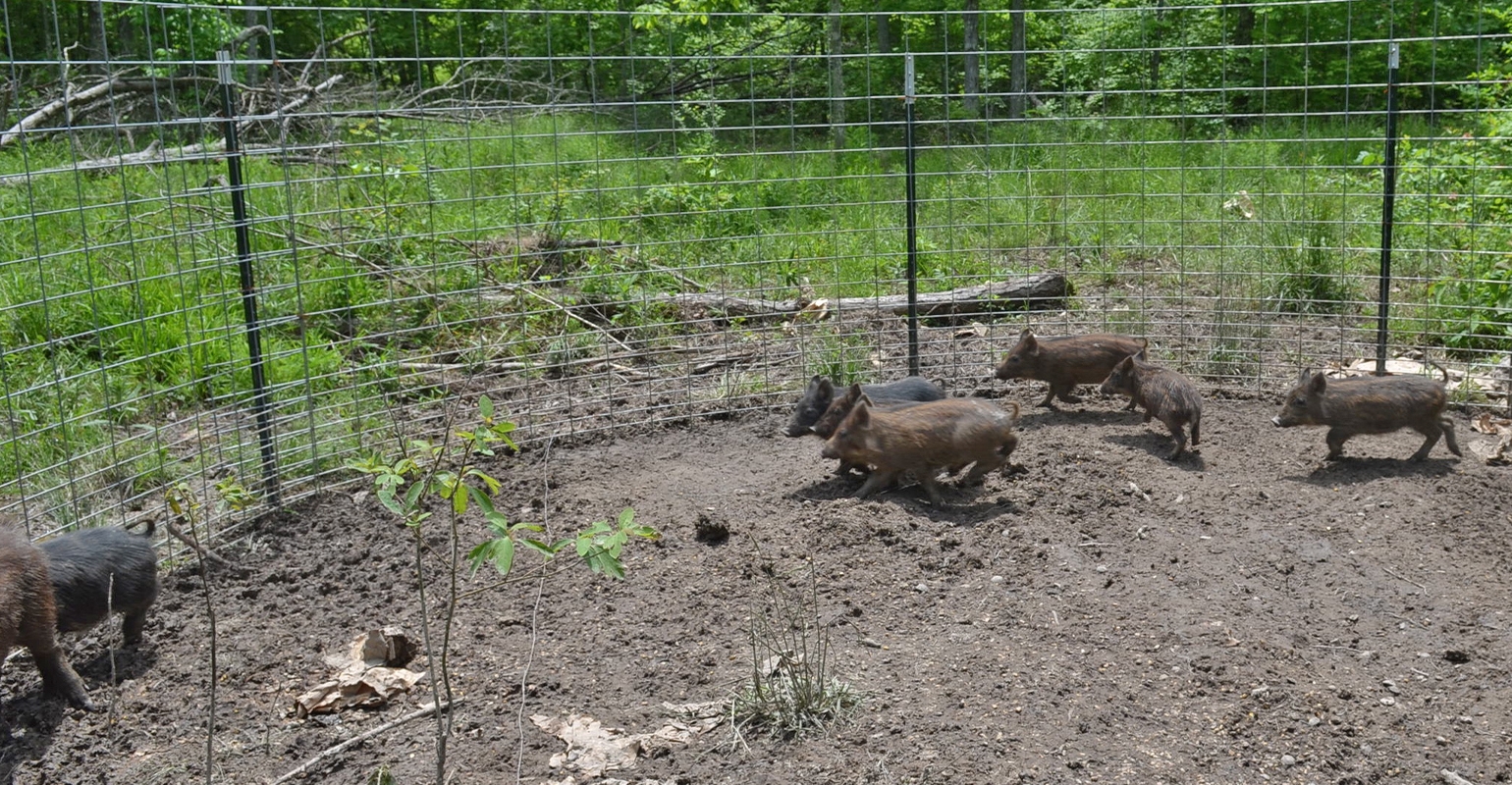 5 things to know before you trap feral hogs