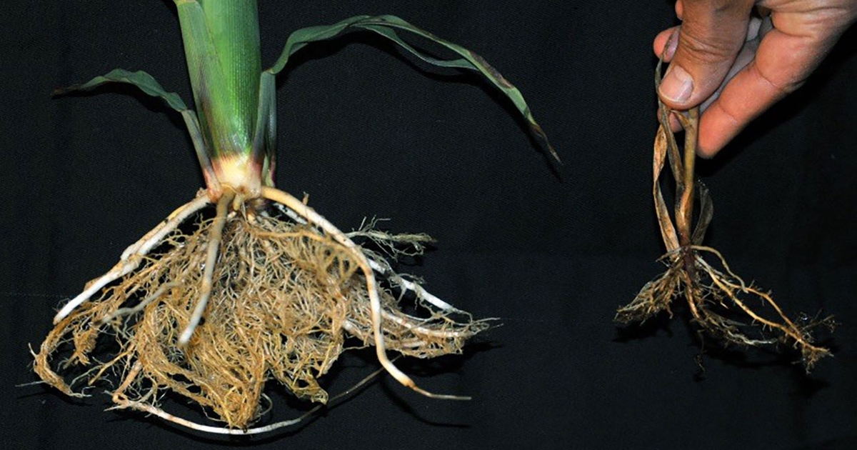 Corn nematodes: Understand impacts, identification, management strategies