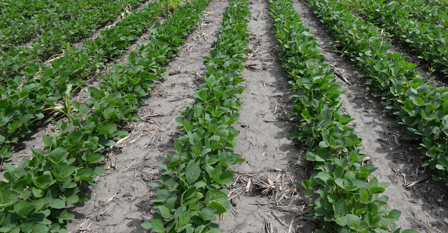 Balance Bean provides tool in fight against resistant weeds