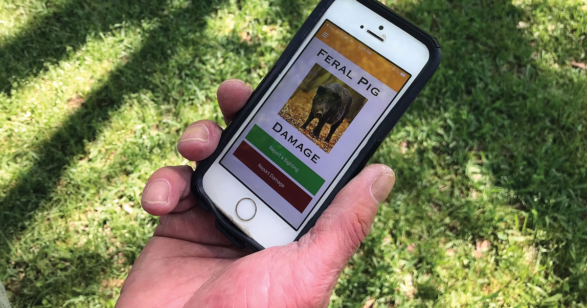 New app evaluates feral hog damage
