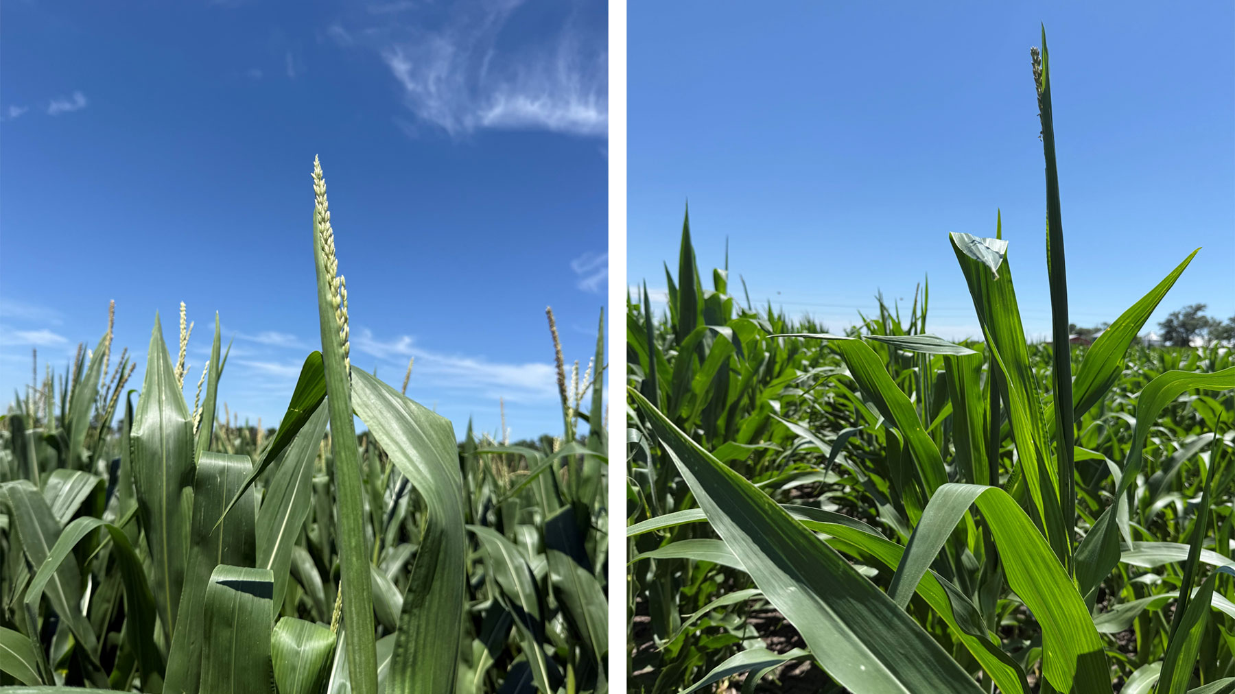 Corn tassels wrapped tight: Unusual phenomenon across Midwest