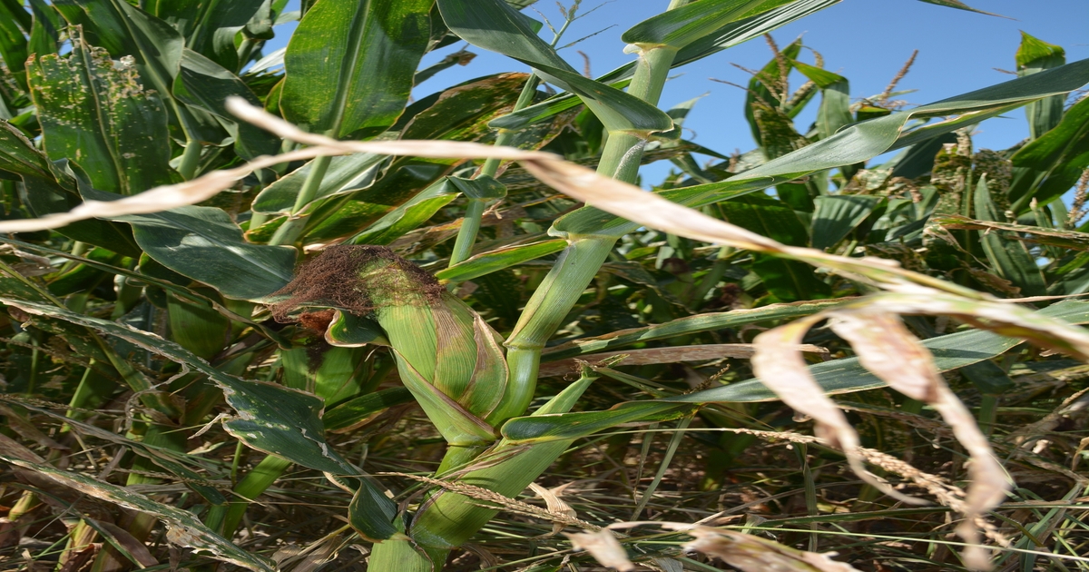 Saturated fields will cause corn crop losses, depending on duration