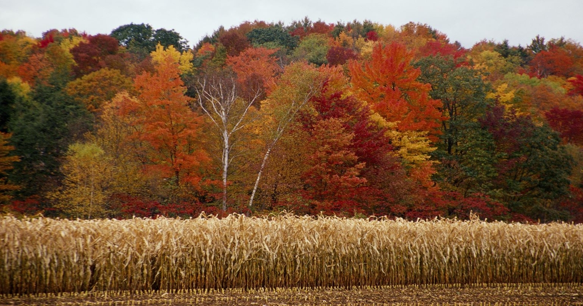 It's back! Edge effect on corn