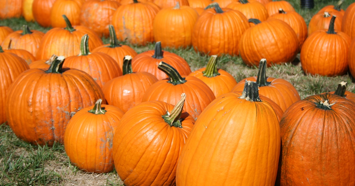 Support agritourism; visit a farm