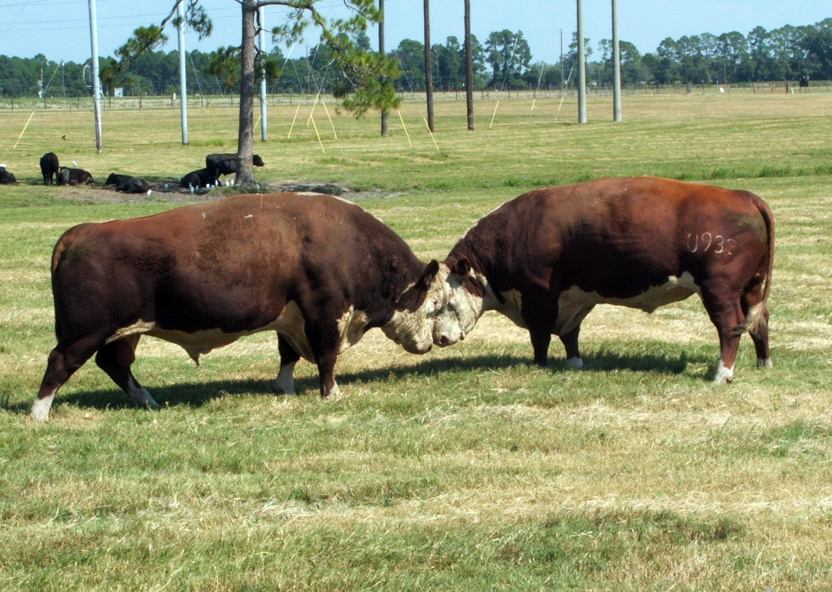 Fair lease? Average pasture rental rates revealed for Southeast | Farm ...