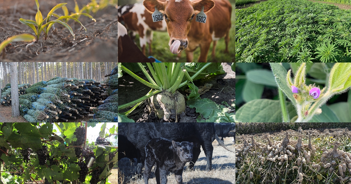 National Ag Day 2021: Celebrating U.S. agriculture | Farm Progress