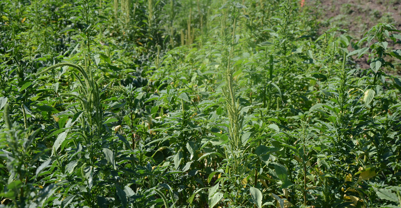 Start clean on weed management in 2021