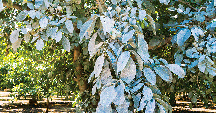 Farm advisors study Pacific flathead borer infestation in walnuts