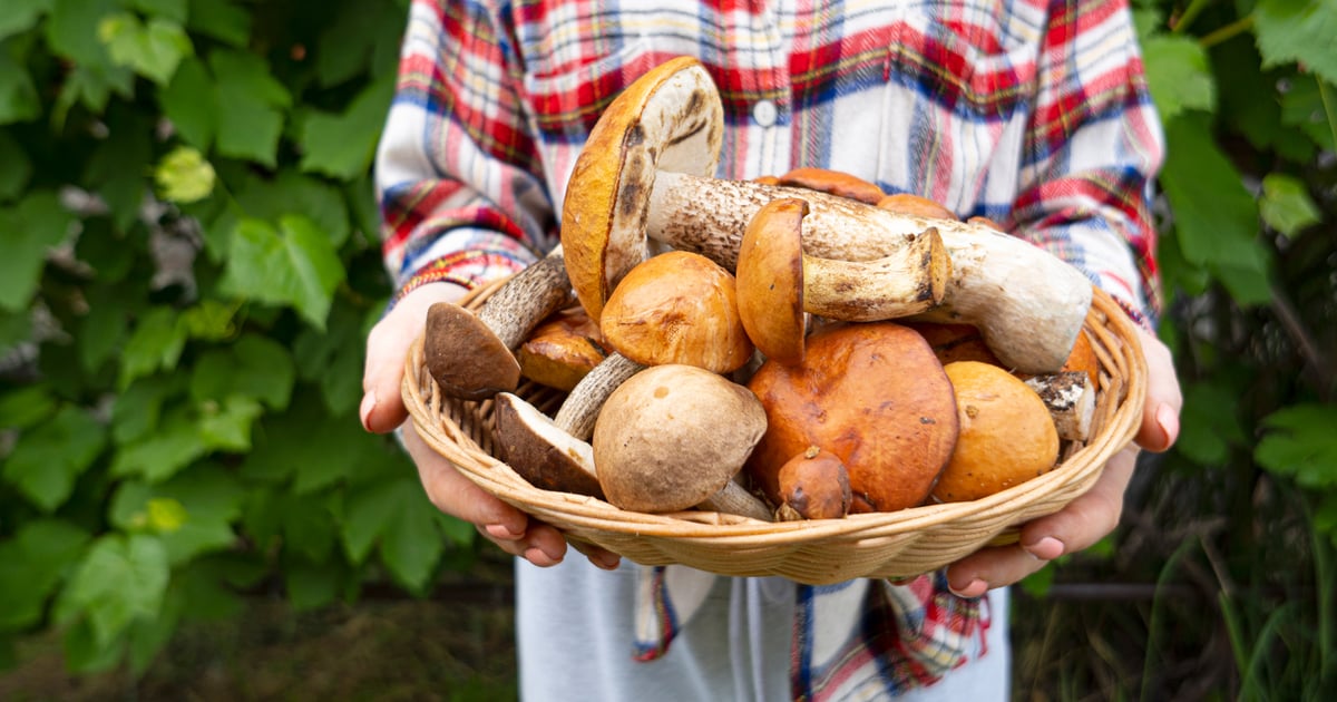 Putting the ‘fun’ in fungi