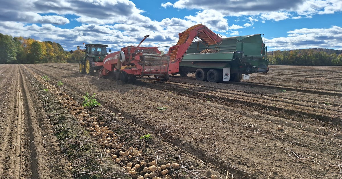 As dairy declines, potatoes pick up slack