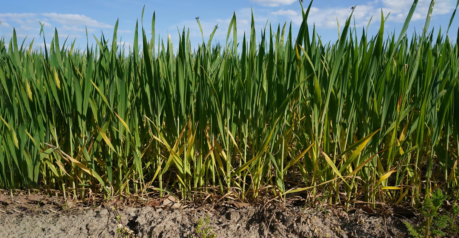 Top 5 reasons to rotate small grains with soybeans