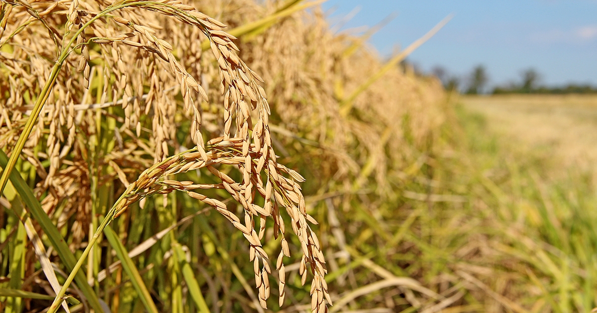 Celebrate rice in the Delta