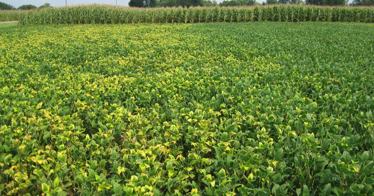 Watch for nutrient deficiencies in soybeans