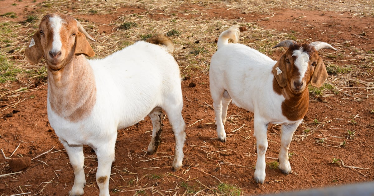 Verify first before taking sheep or goats to sale sites