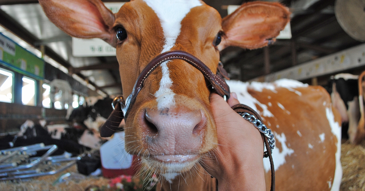 UW Extension to host dairy heifer meeting Dec. 20