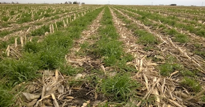 4 steps to manage cover crops