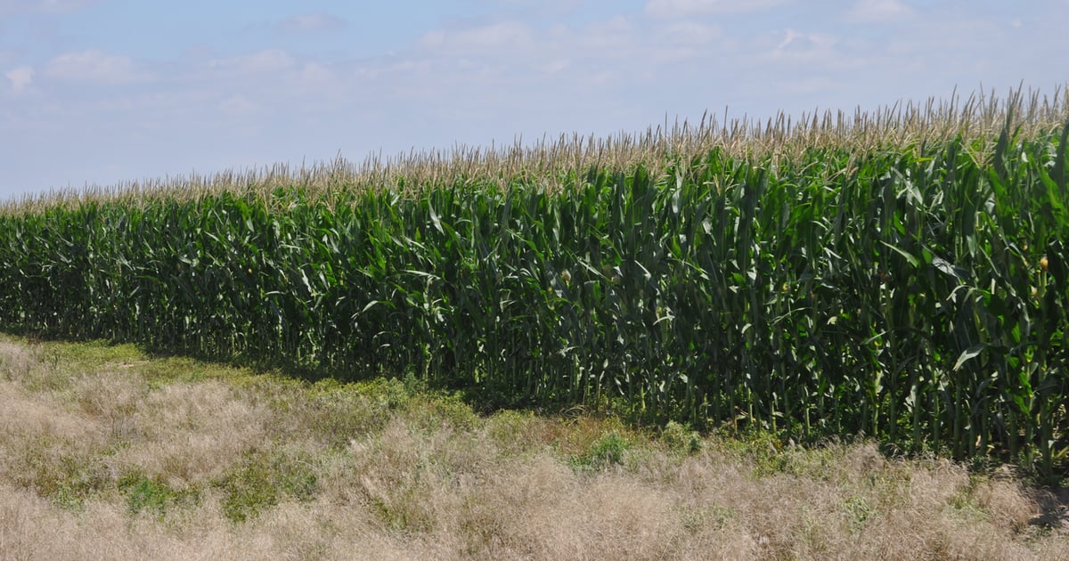 Invisible pest may be robbing you of corn bushels