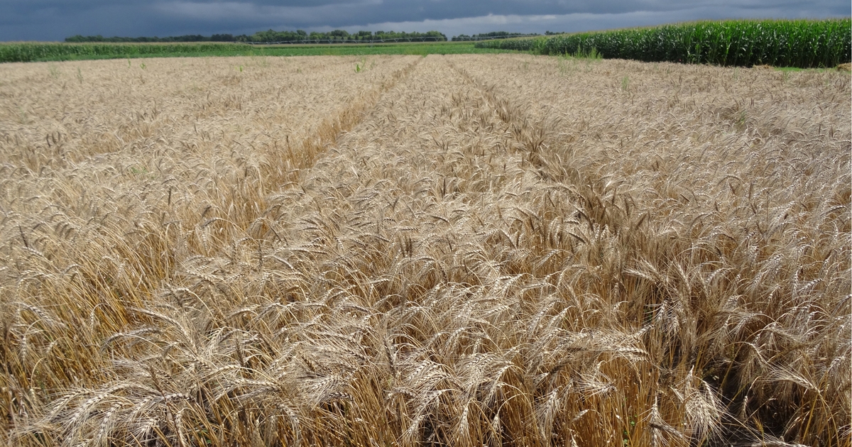 Indigo Ag promotes sustainable farms with integrated wheat program