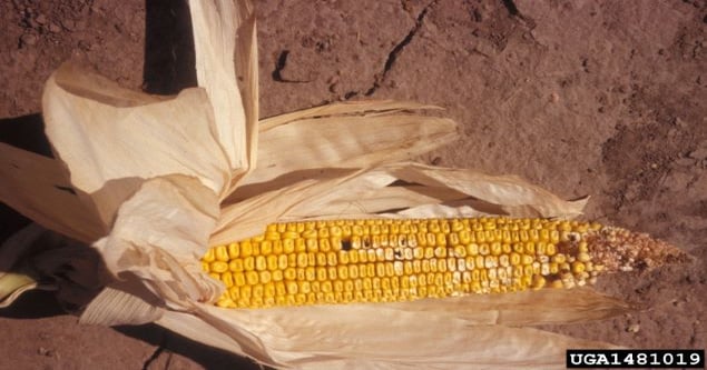 Sap beetles in corn grain?!