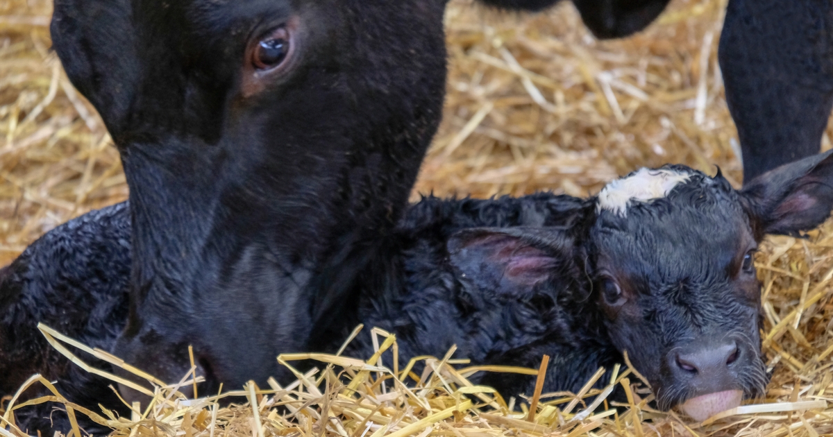 3 tips for calving season