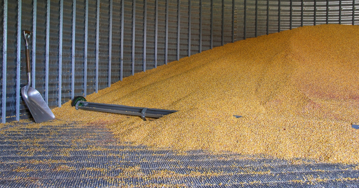 Check crude protein before feeding corn to pigs