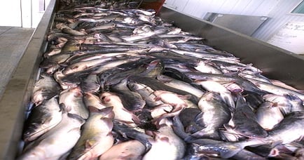 USDA moves to define ‘catfish’, opens comment period