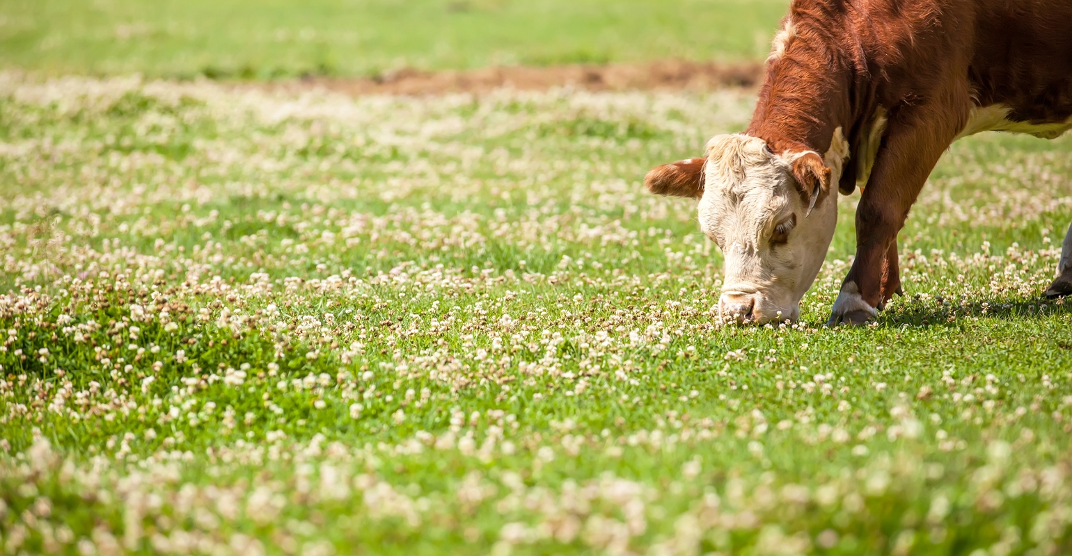 Tips for extending the grazing season this fall