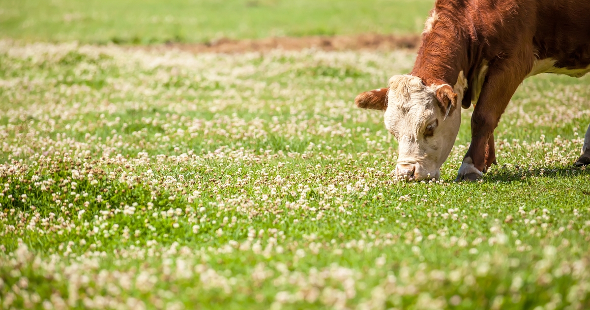 Tips for extending the grazing season this fall