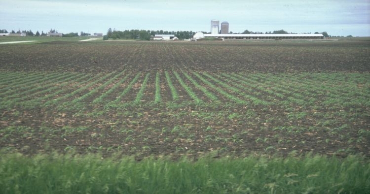 Tips for managing acres following prevented planting