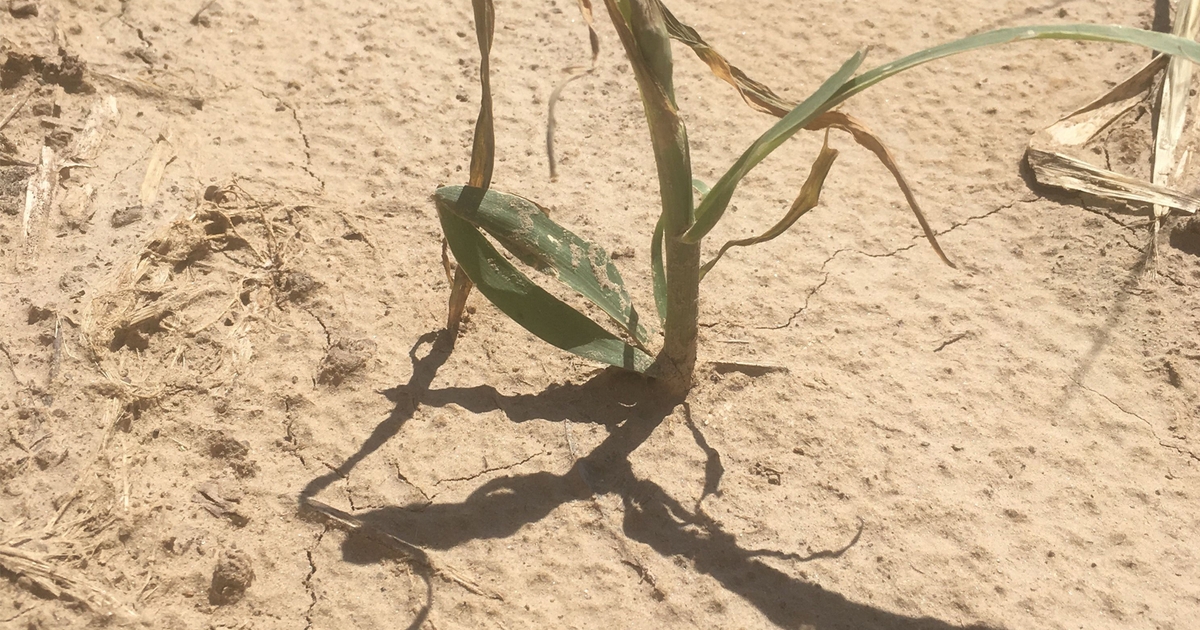 The good and bad of cover crop insects