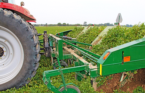 Early season insect control pays in peanuts