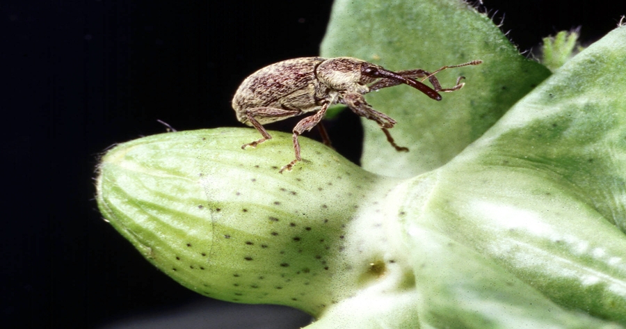 Mississippi remains weevil-free, but south Texas still a hot spot