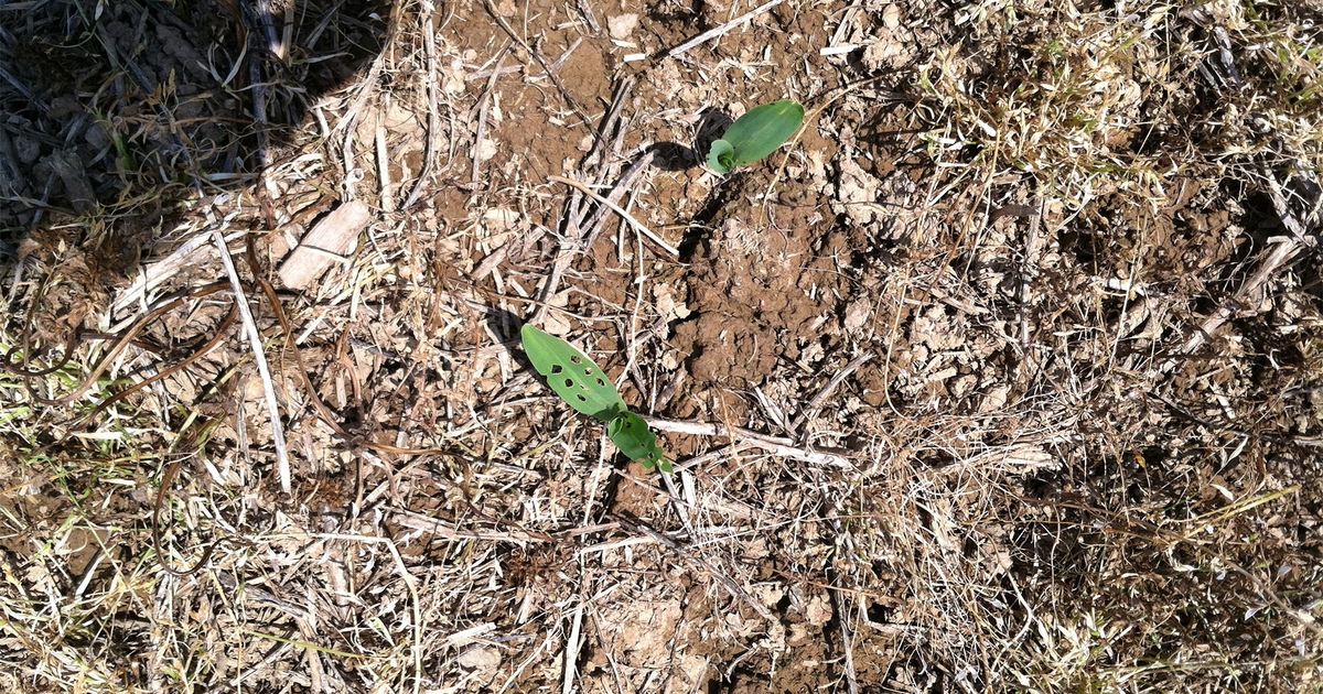 These 3 farm critters are active right now