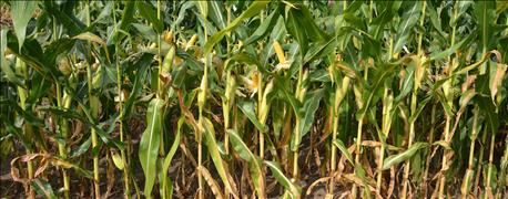 How you can change corn ear size and appearance within 20 feet